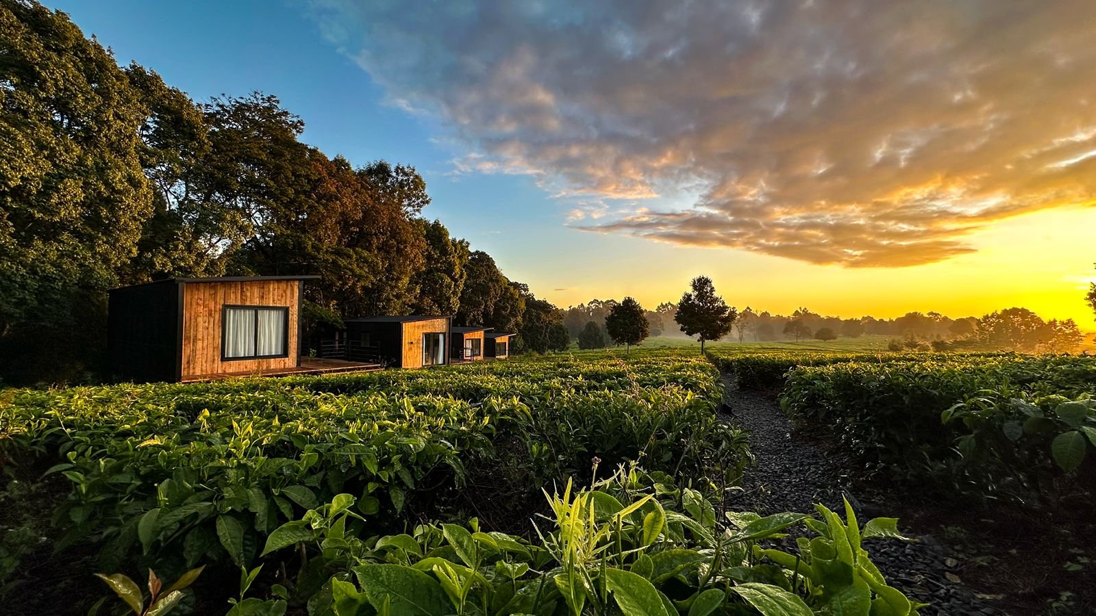 Meals at the Tea Pods